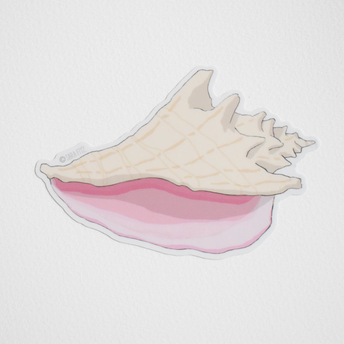 Sara Fitz Conch Shell Sticker 3.25x4.5 Weatherproof